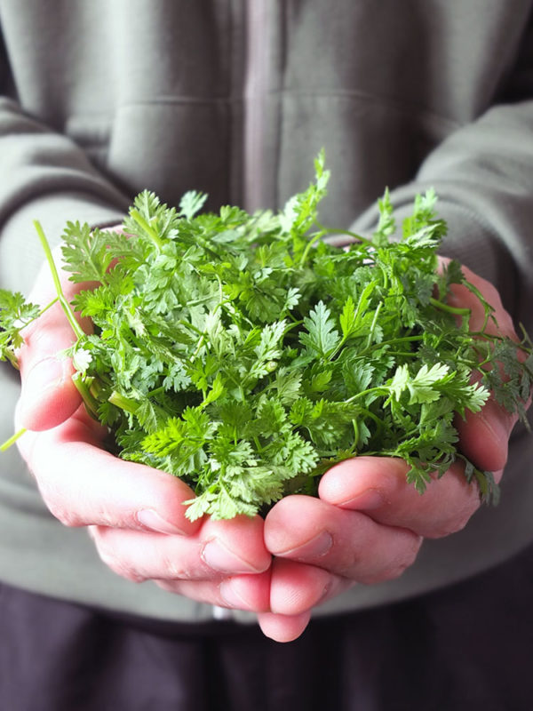 Creamy Potato & Chervil Soup with a Poached Egg - Elizabeth's Kitchen Diary