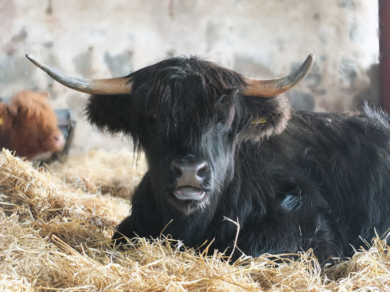 Aberdeenshire Highland Beef: A Farm to Fork Experience - Elizabeth's ...