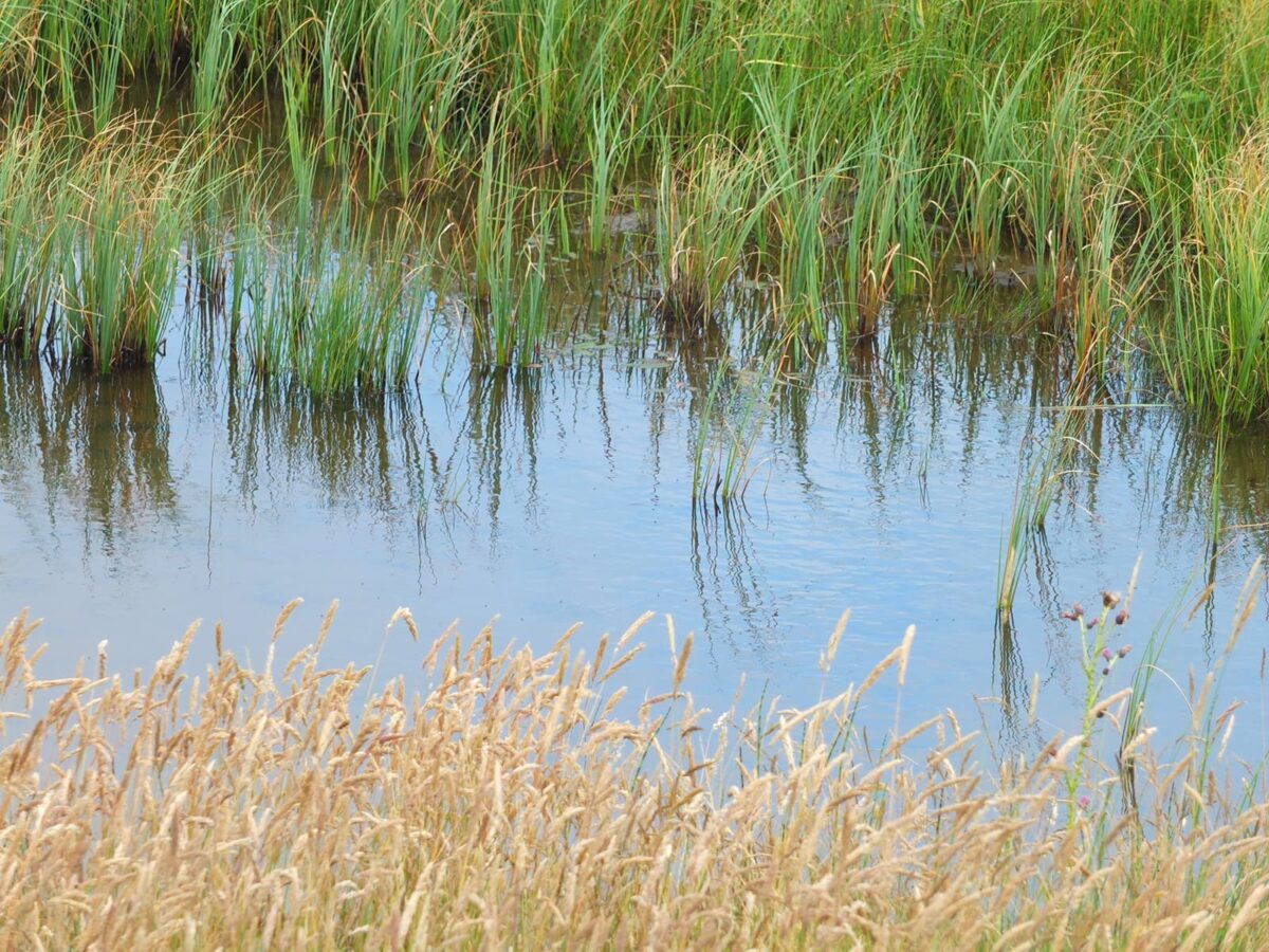 Hike Shetland: Funzie Ness, Fetlar - Elizabeth's Kitchen Diary