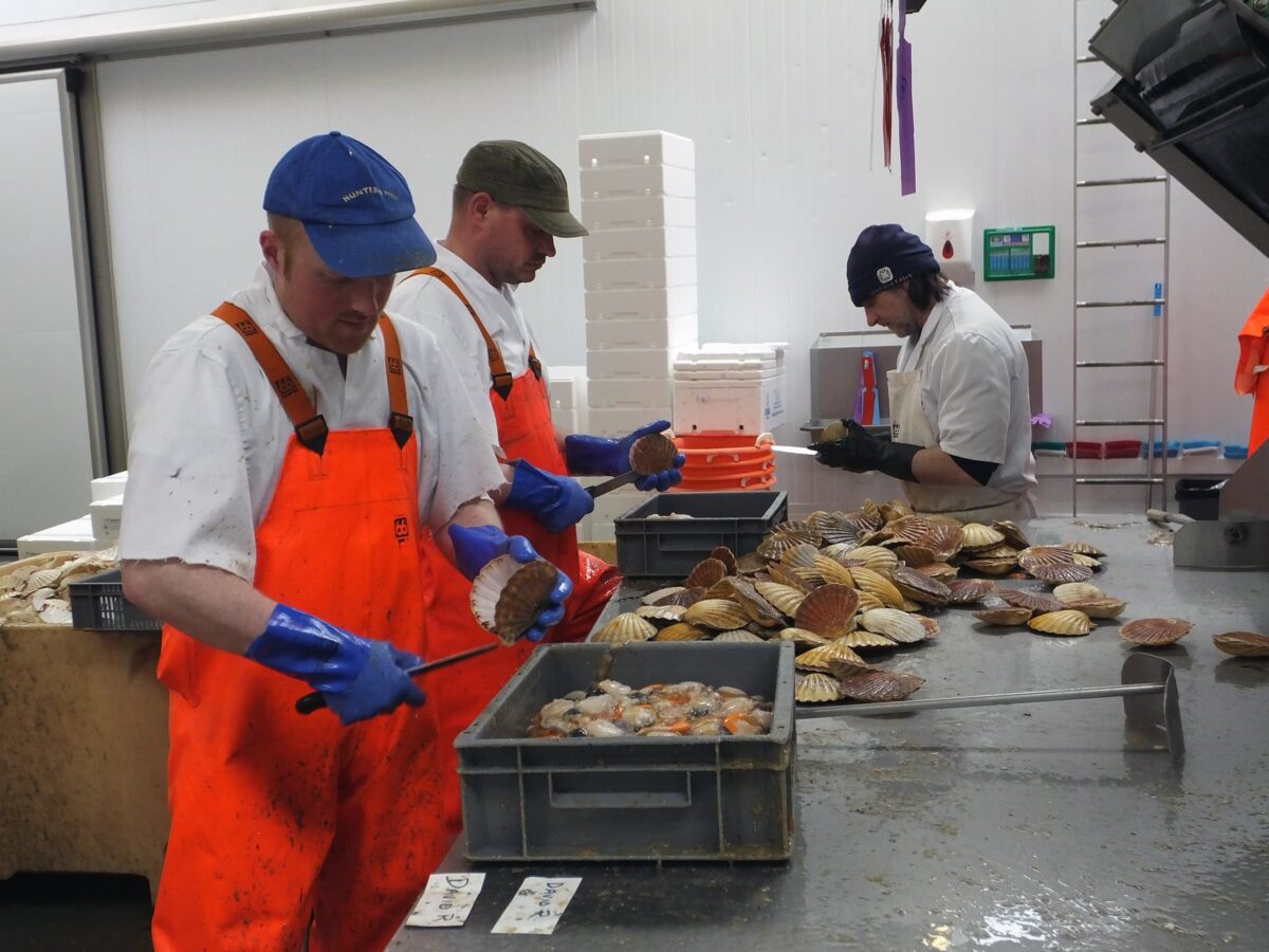 Pan-seared Scallops & Langoustines with Stir-fried Vegetables ...