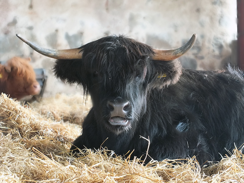 Aberdeenshire Highland Beef: A Farm to Fork Experience | Elizabeth's ...